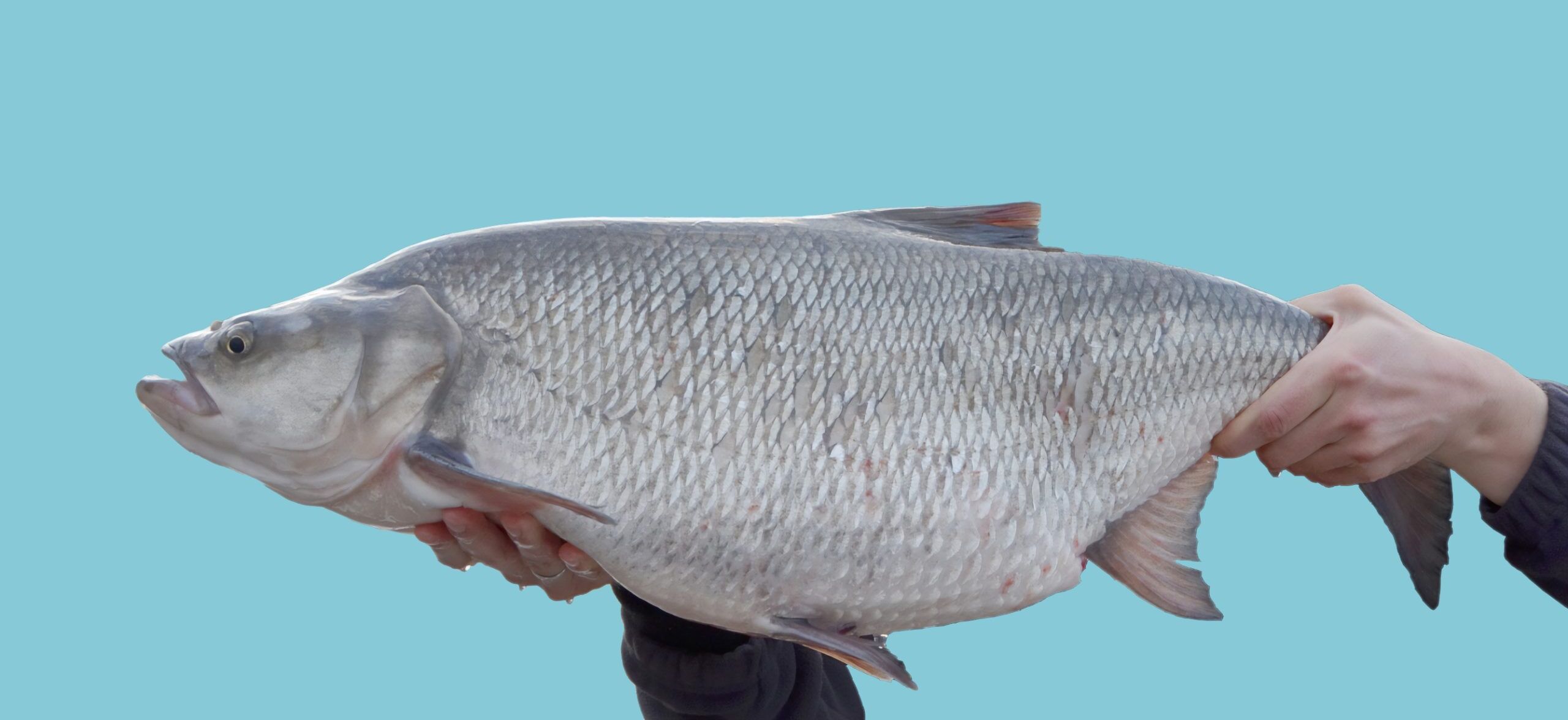 Aspens dag i Fyrisån 2025 • Heja Uppsala